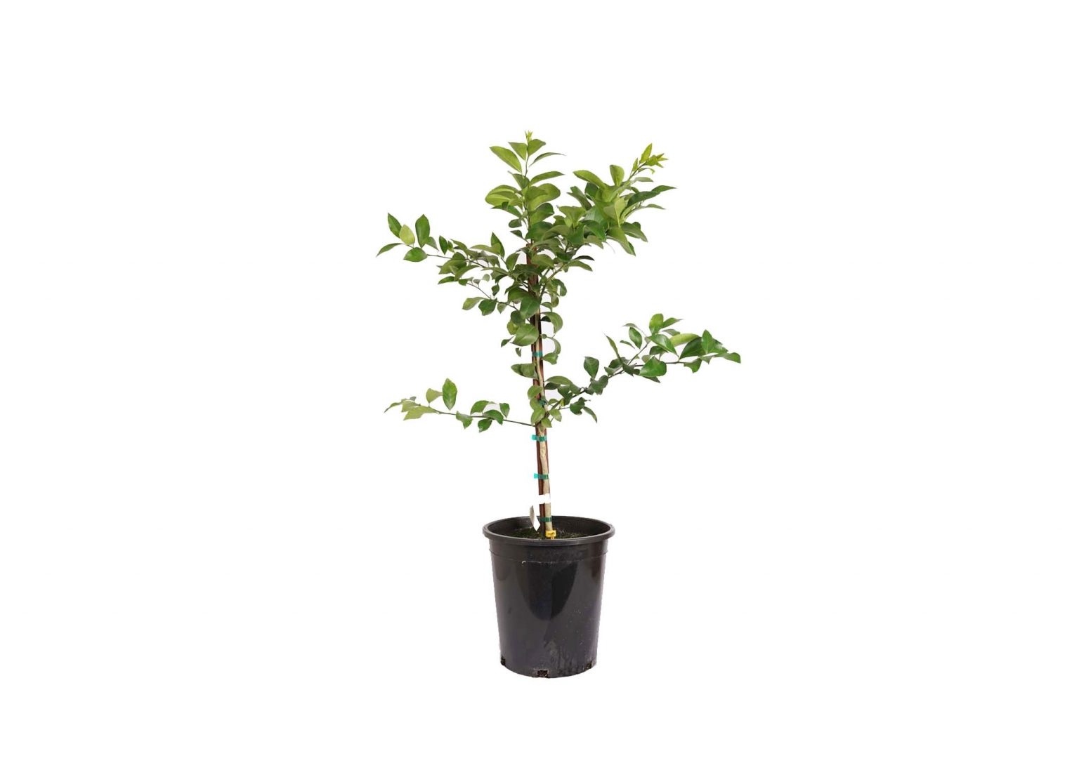 Bearss Dwarf Lime for Sale Online by Alder and Oak Plants