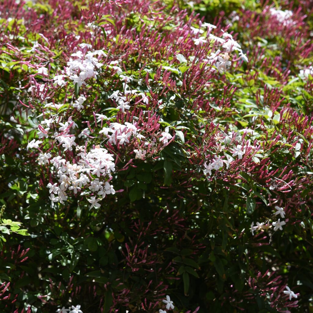 Pink Jasmine Vine - Staked - Alder & Oak Plants